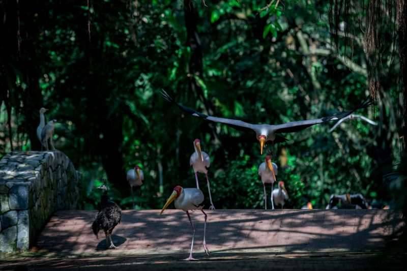 Malezya'nın en merak edilen turistik noktası "Kuala Lumpur Kuş Parkı ...