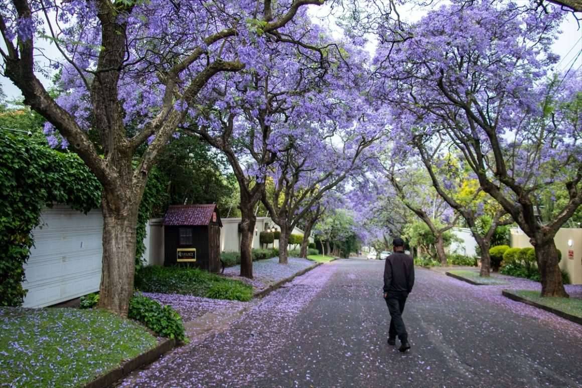 Johannesburg sokakları baharda jakaranda ağaçlarıyla süslendi - Gezelim