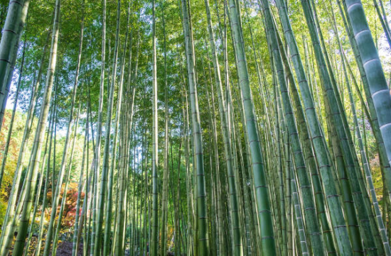 Bambu diyarı: Japonya Sagano Bambu Ormanı - Gezelim