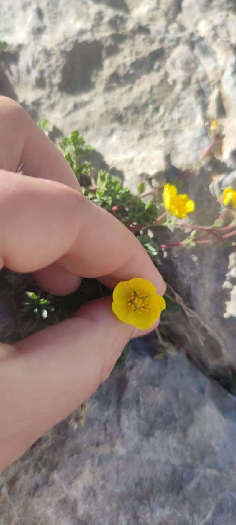 Sadece Türkiye'de yetişiyor: Aladağ Parmak Otu - Gezelim